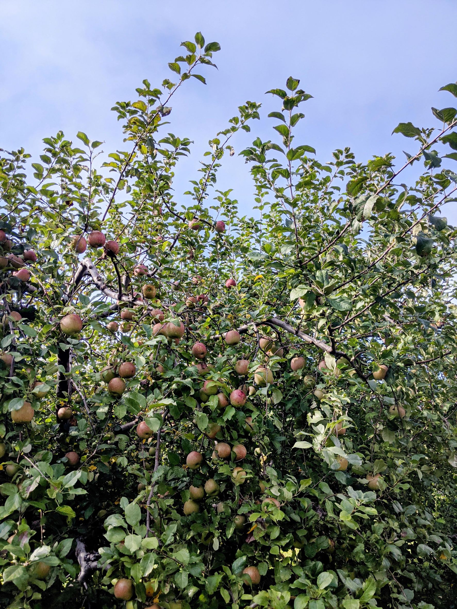 Skytop Apple Orchard: The Best Fall Tradition